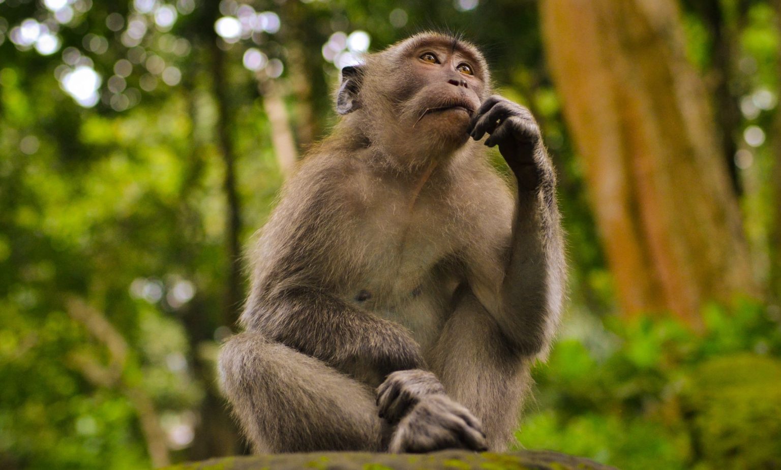 Pondering Monkey - THE WRONG WRITER